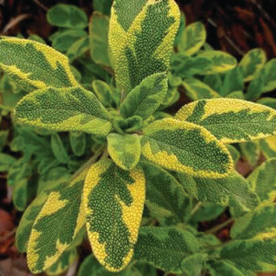Golden-Variegated-Sage – Buffalo Ridge Orchard