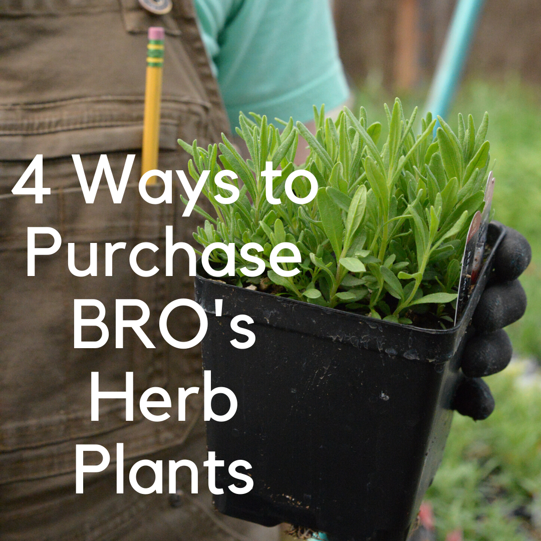 Herb Plants – Buffalo Ridge Orchard
