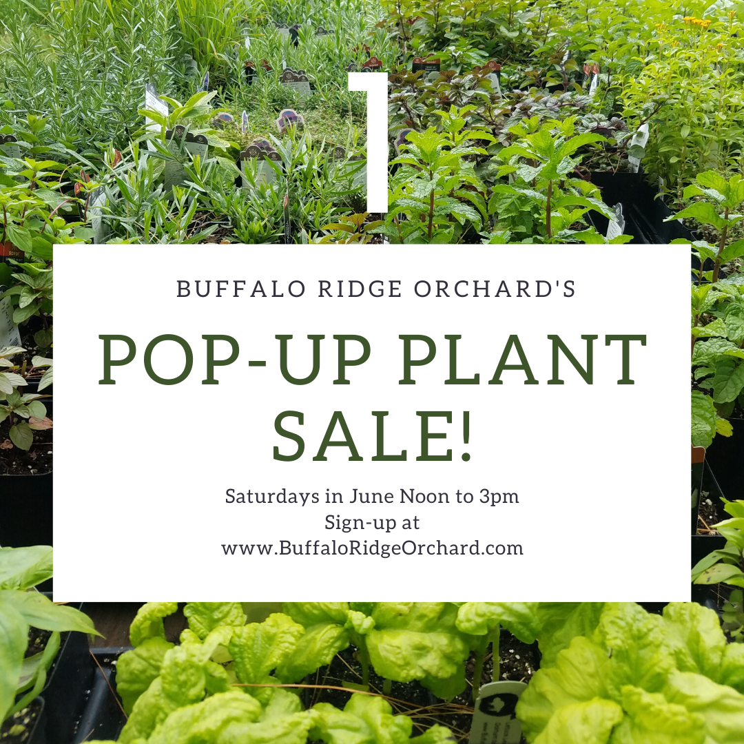 Herb Plants – Buffalo Ridge Orchard