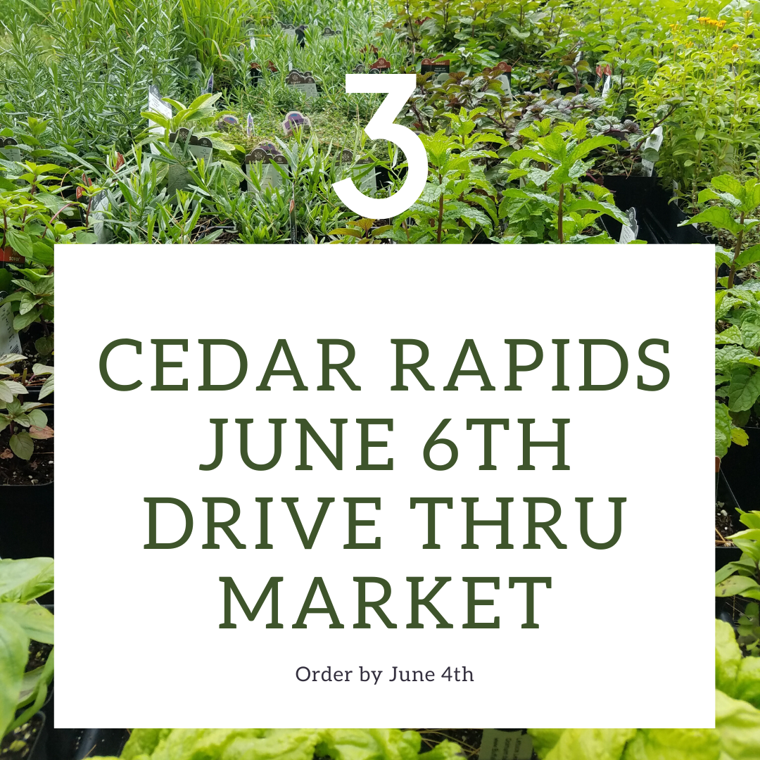 Herb Plants – Buffalo Ridge Orchard